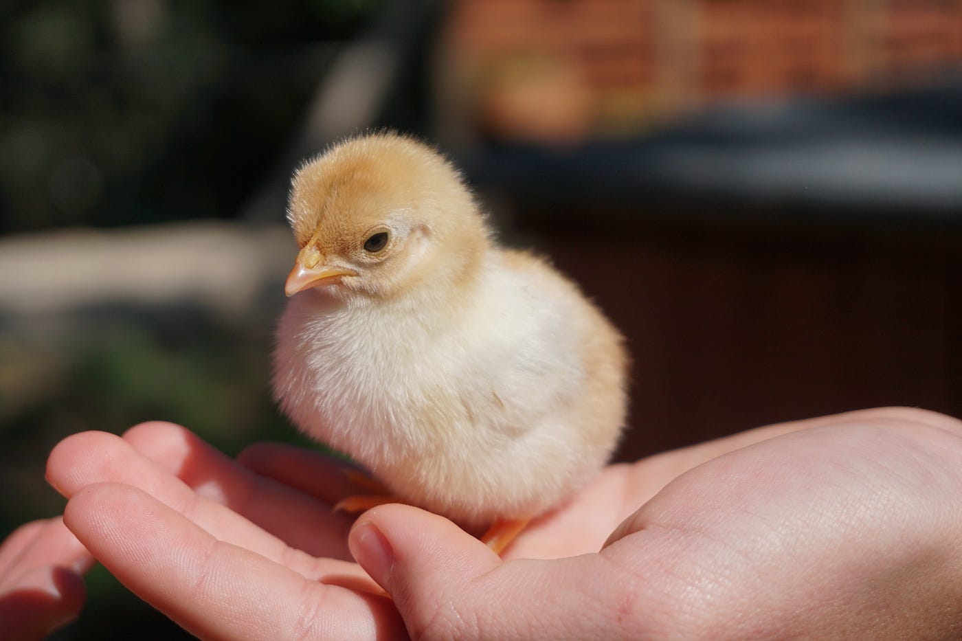 How-To Pick-Up Chicks. There’s always that one set of… | by HowToHumor ...