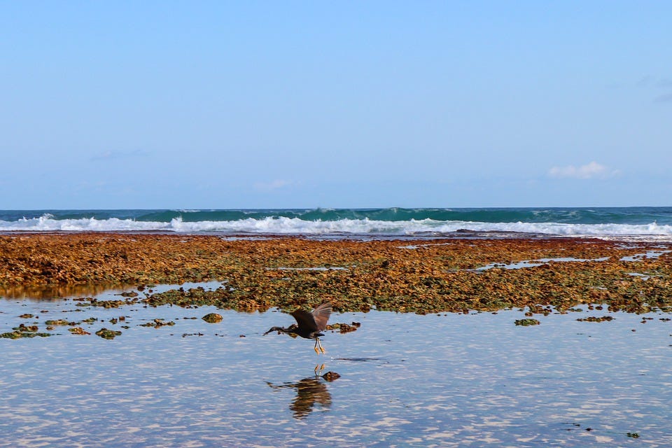 The Beauty of Sargassum. Floating ecosystems that give life to… | by ...