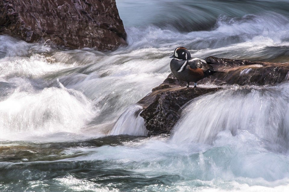 Learn about loops in R by simulating Delirious Ducks. | by Julius ...