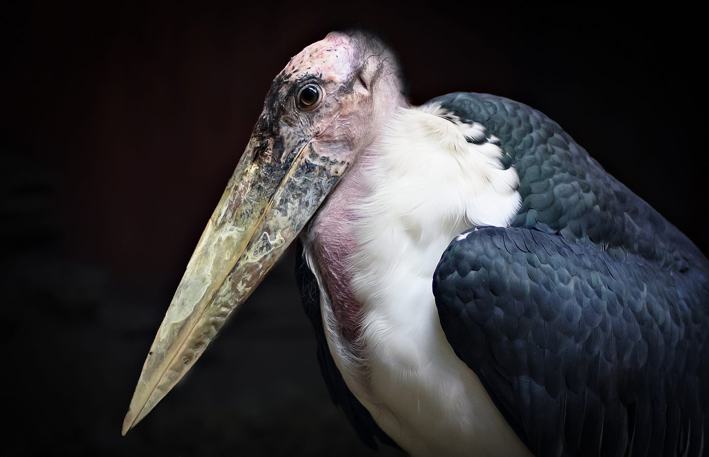 The most terrifying birds in the world | by The b | The b | Medium