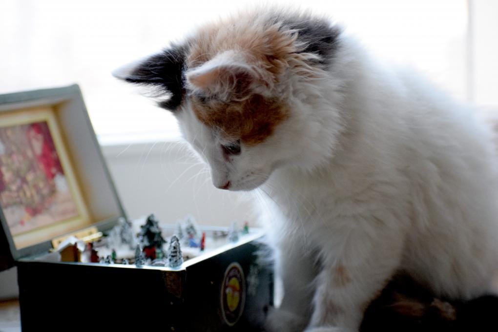 Music Cats Like To Listen To Soft Music For Cats By Cat s Best UK Medium music-cats-like-to-listen-to-soft-music-for-cats-by-cat-s-best-uk-medium