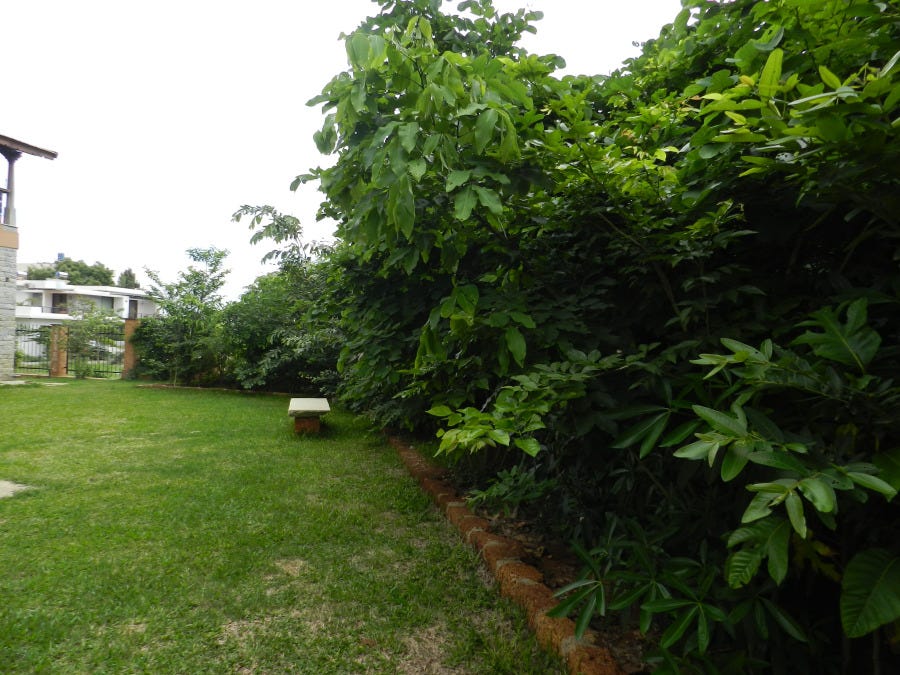 How to Grow a Forest Really, Really Fast | by Karen Frances Eng | TED ...
