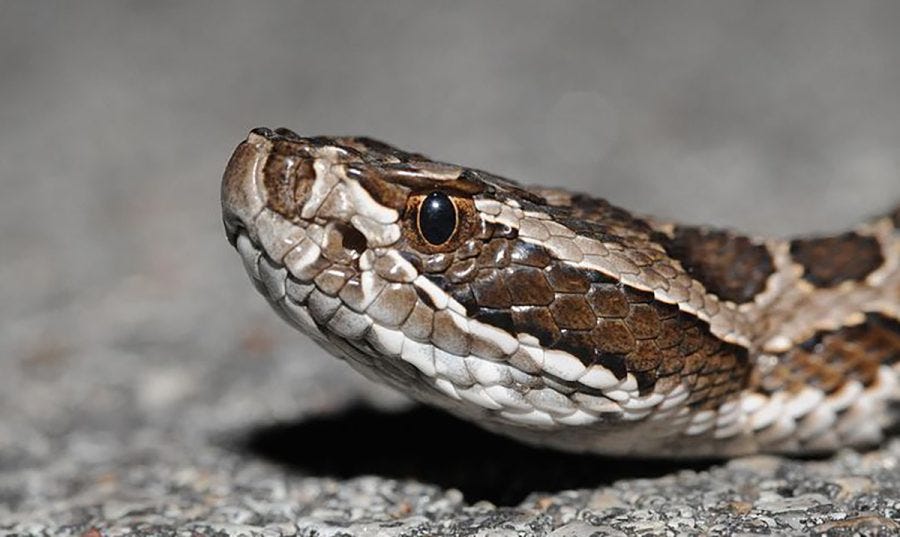 The Western Massasauga | by Critter Science | Sep, 2022 | Medium