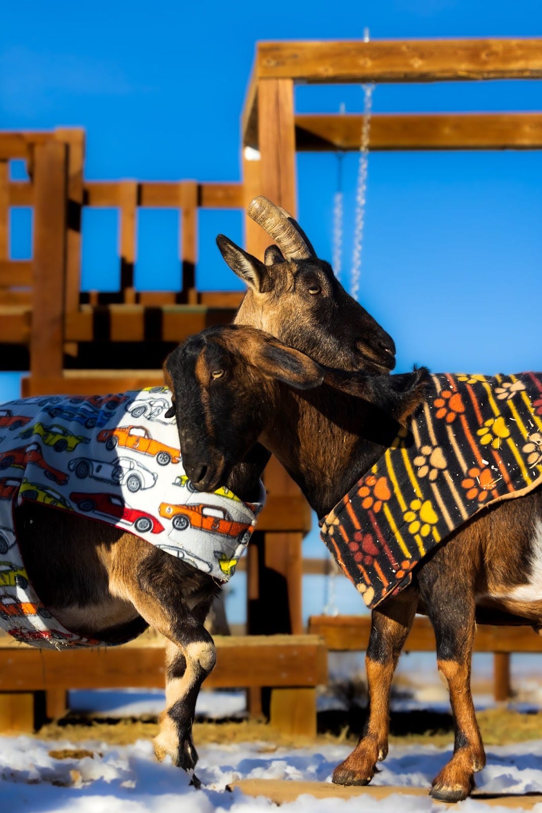 Gelato the Rescued Goat: From Dairy Farm Worker to Quality Retirement ...