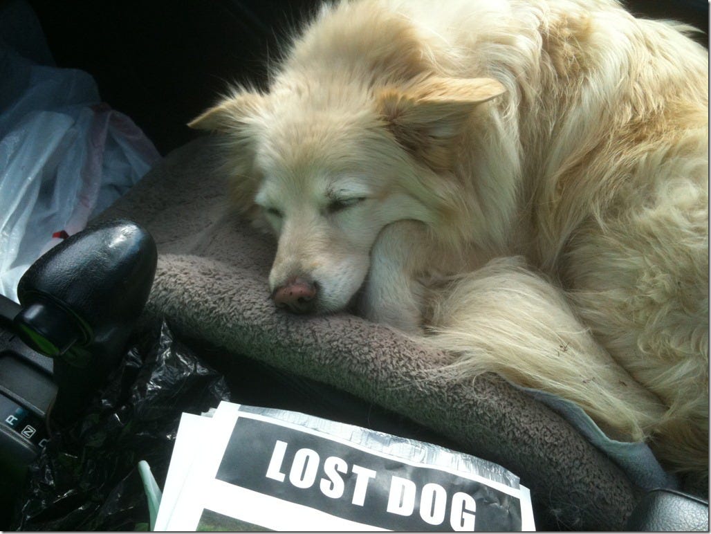 How to find a lost dog: Finding Lucy | by Ann Hudspeth | Medium
