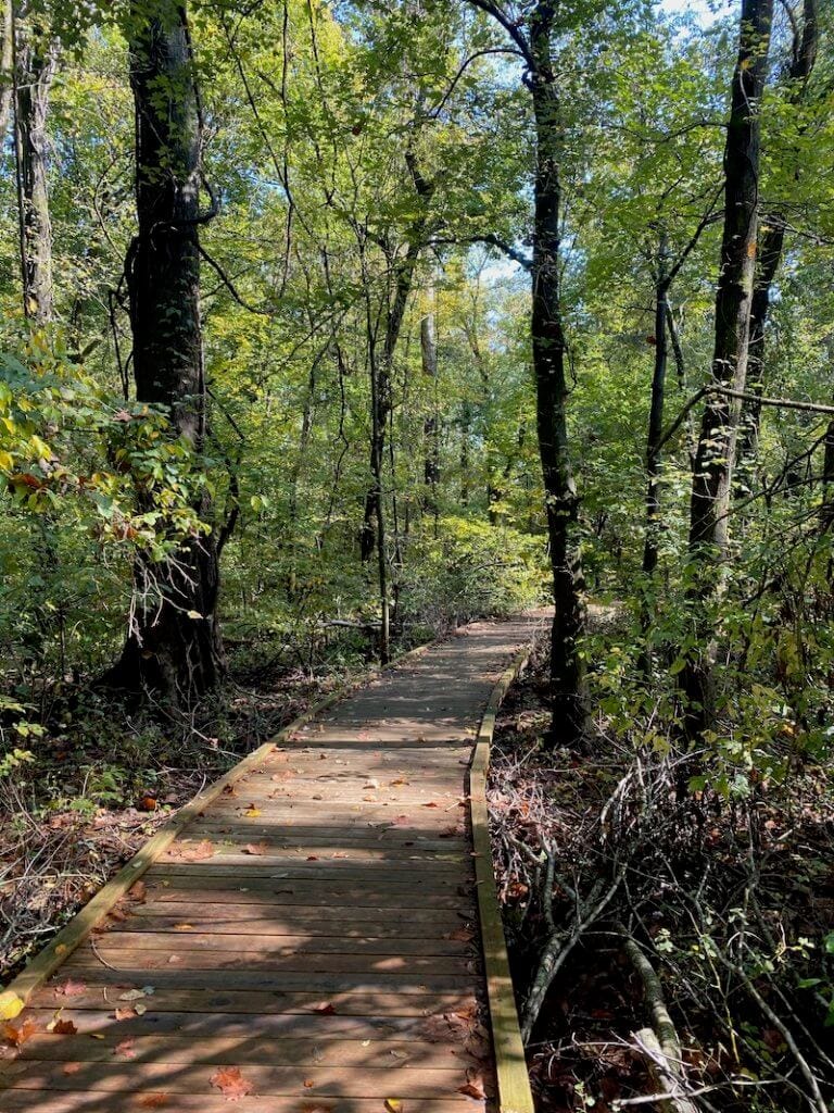 Hiking In a Swamp at Mingo National Wildlife Refuge | by Todd Smith ...