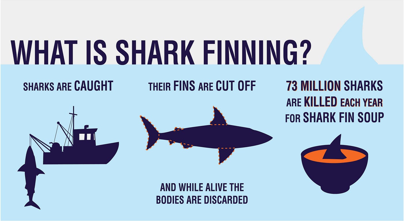 Why Sharks Are the Real Victims of the Deep Blue Sea | by Heeral Patel ...