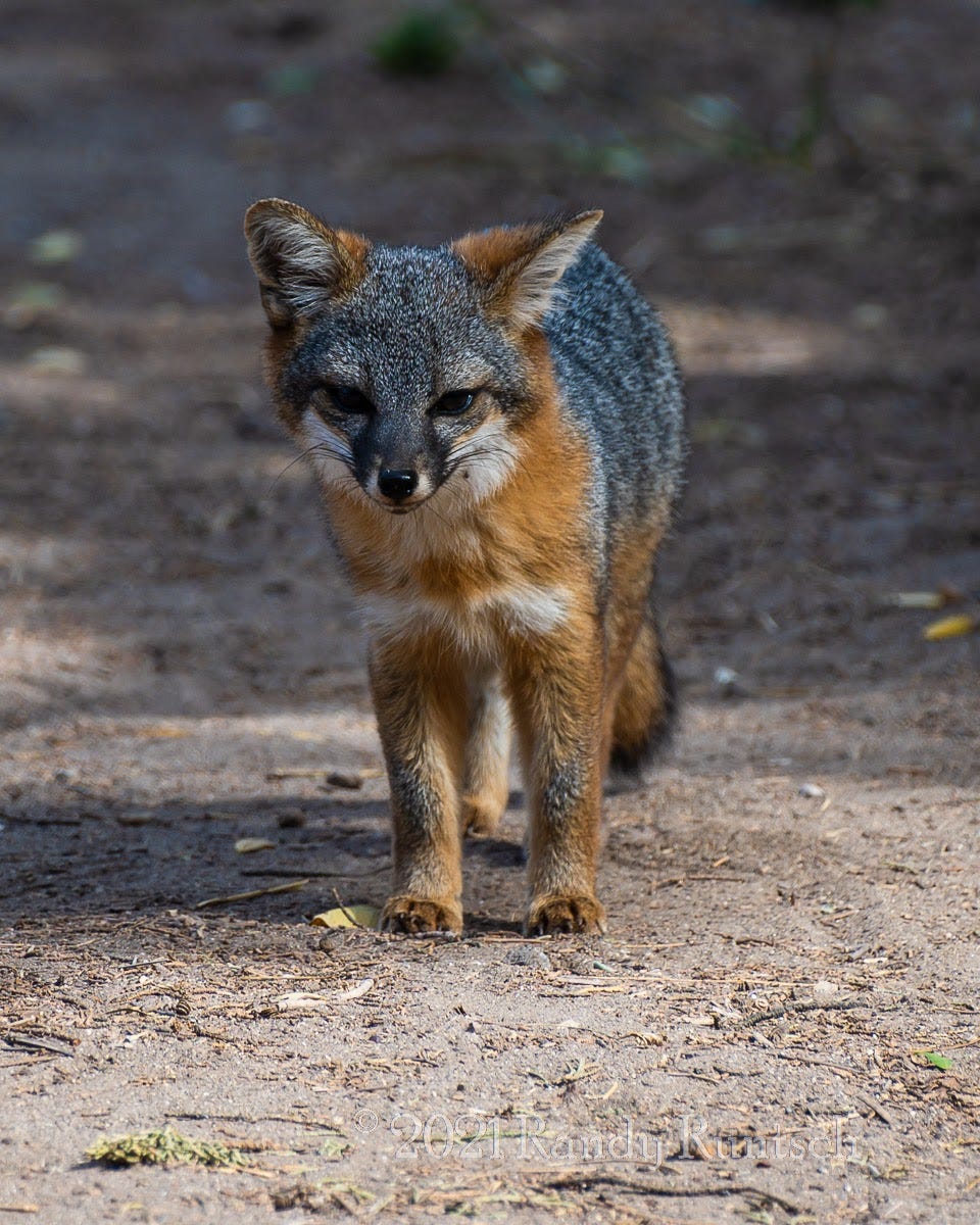 The Island Foxes of the Channel Islands | by Randy Runtsch | Wildlife ...