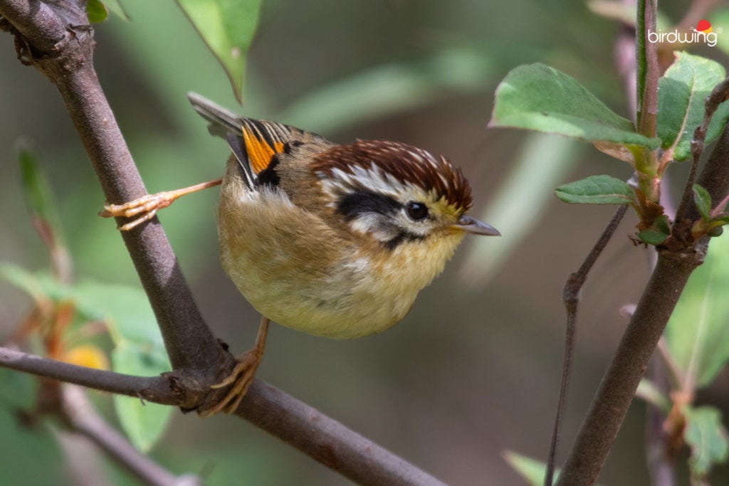 BHUTAN BIRD PHOTOGRAPHY TOUR — APRIL 2019 | by Birdwing Photo Tours Pvt ...