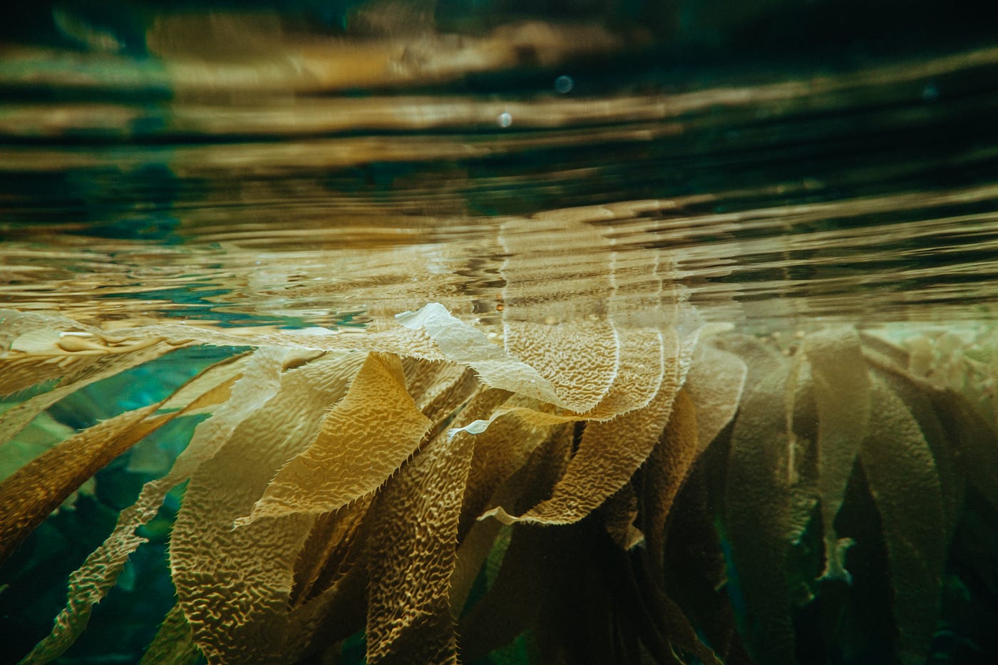Seaweed Dreaming. Swimming through an underwater forest | by Lisa Bolin ...