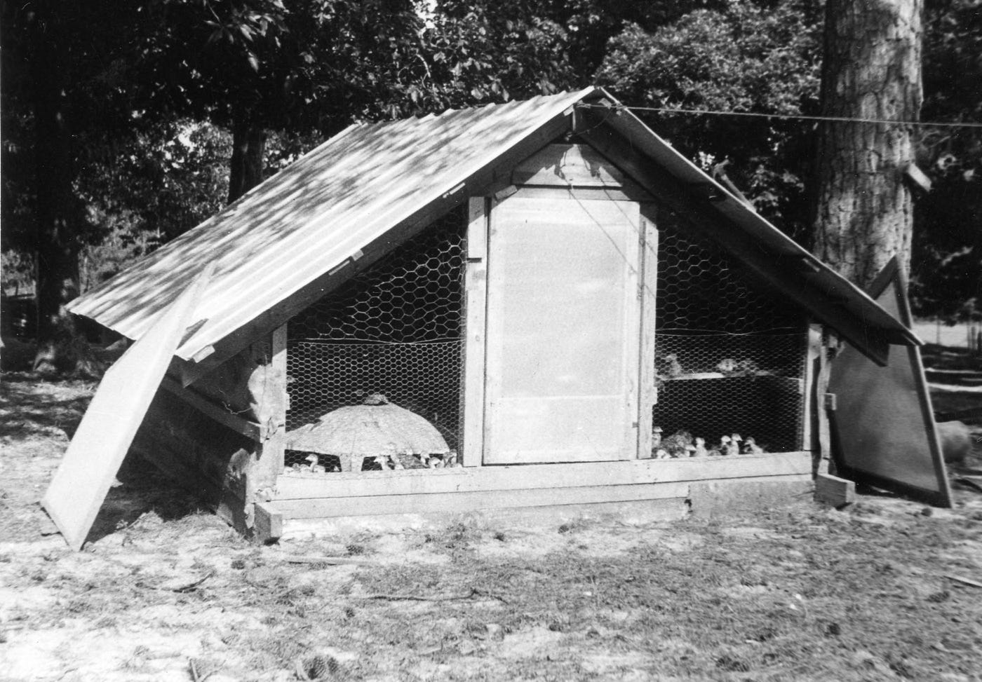 Historic Hen / Brooder Houses Shed-Style Roof (esp. 1930’s & 1940's)