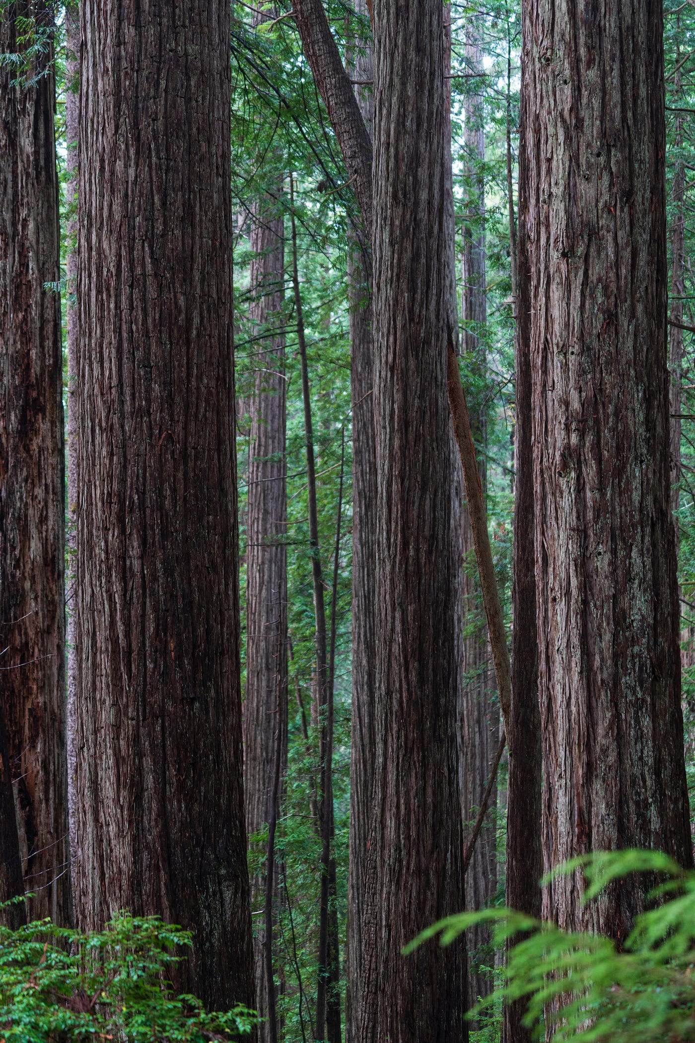 Of Trees and Twigs - Lifeline - Medium