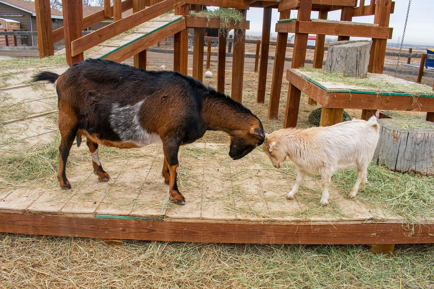 Gelato the Rescued Goat: From Dairy Farm Worker to Quality Retirement ...