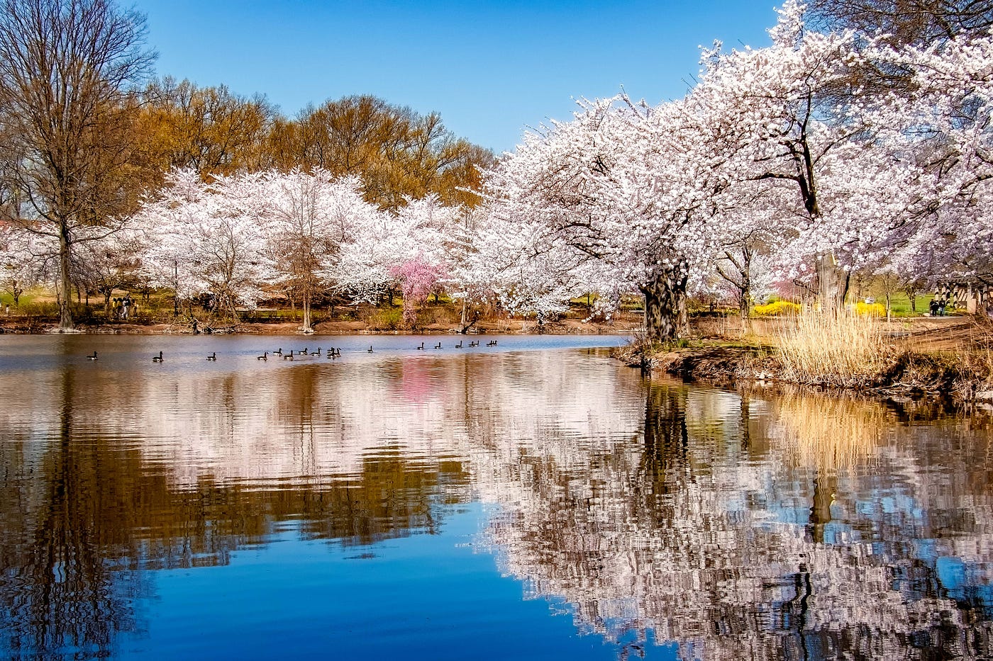 The Beautiful Reflecting Pool Cherry Blossoms | by James Frank Sanders ...