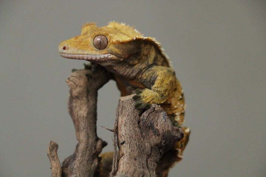 Top 5 Best Reptiles For Beginners | by Sandra Ivonne | Creature Feature ...