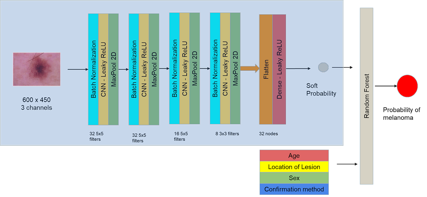 Convolutional Neural Network for Skin Cancer Classification | by Avery ...