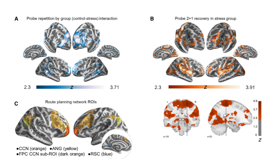 NT/ Adult brain repair involves going back to the beginning | by ...