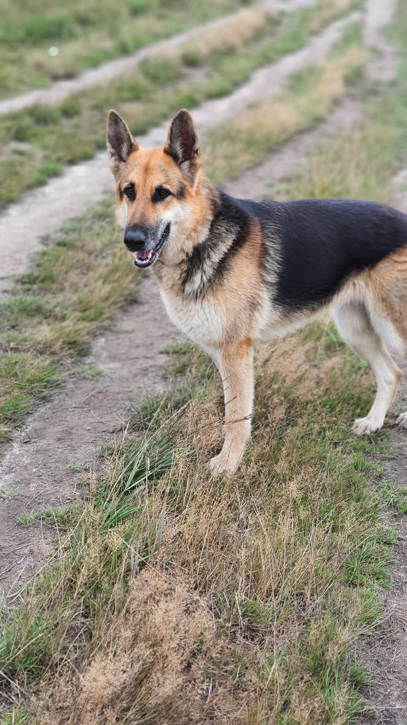 Why Does A German Shepherds Tail Curl