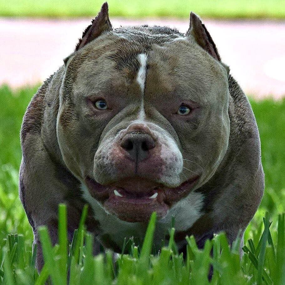 BEST OF THE TRI COLOR AMERICAN BULLY | AMAZING DOG BREED | THE POCKET ...