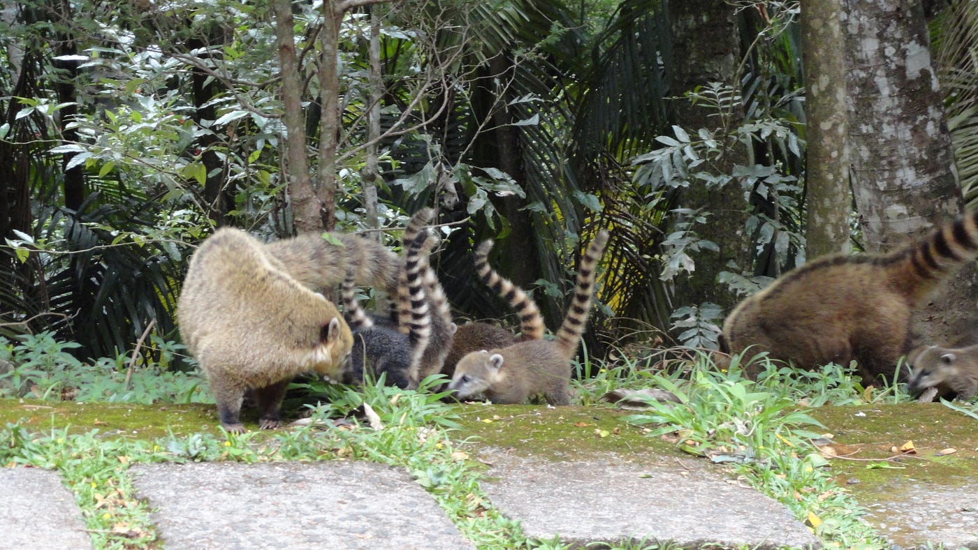 Why Enkrateia may be so important | by rafaelcarvao | Animal Rights ...