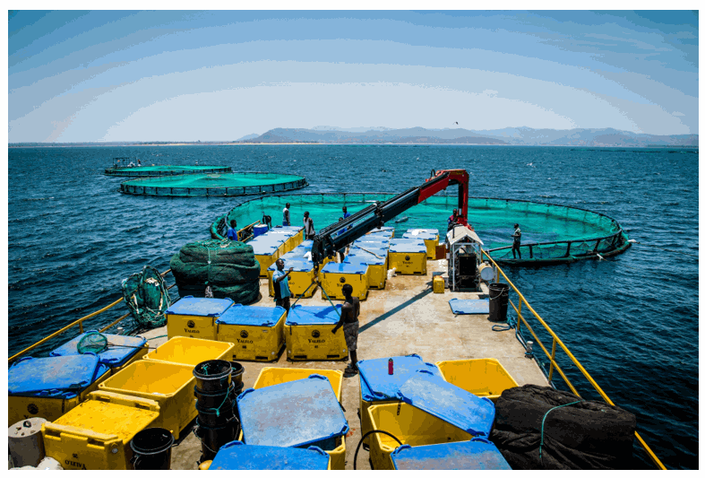 The Fish Farm. Trip down to our aquaculture operations… | by Geoff | Medium