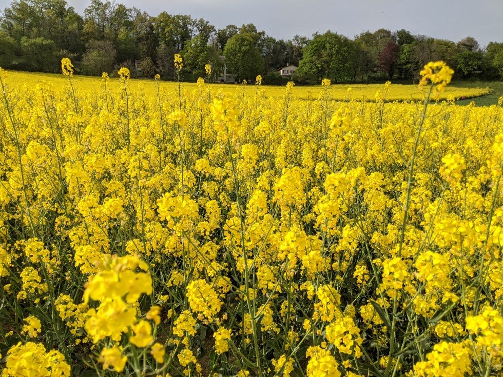 Fields of colors. Shots of colorful fields of crops and… | by ...