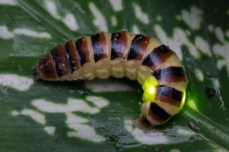 Diversity of Bioluminescent Organisms | by Juan Anomalocaris ...