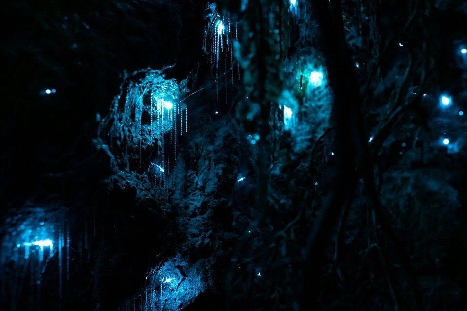 Diversity of Bioluminescent Organisms | by Juan Anomalocaris ...