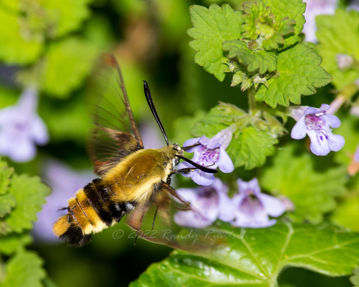 The Flight of the Snowberry Clearwing | by Randy Runtsch | Wildlife ...