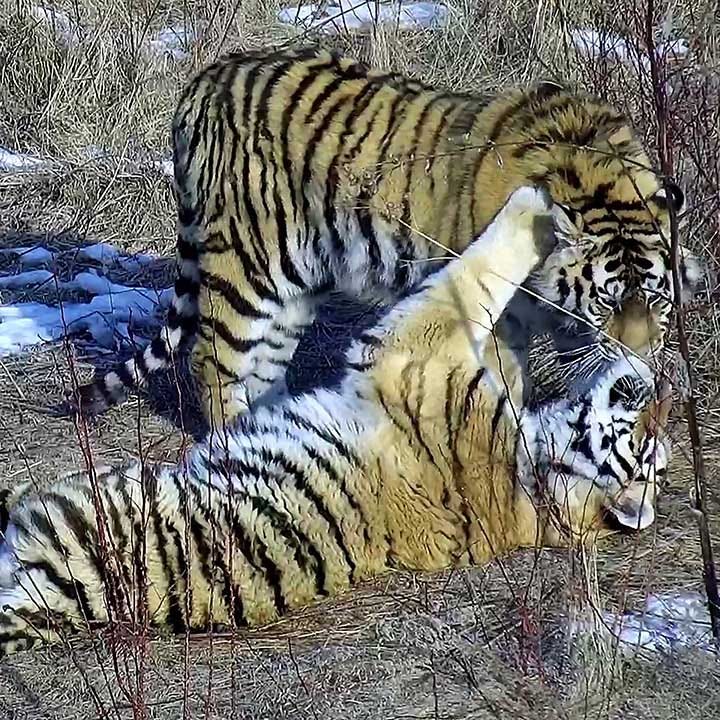 Il miracolo del piccolo Saikhan: il cucciolo di tigre che ha avuto una seconda occasione | by ...