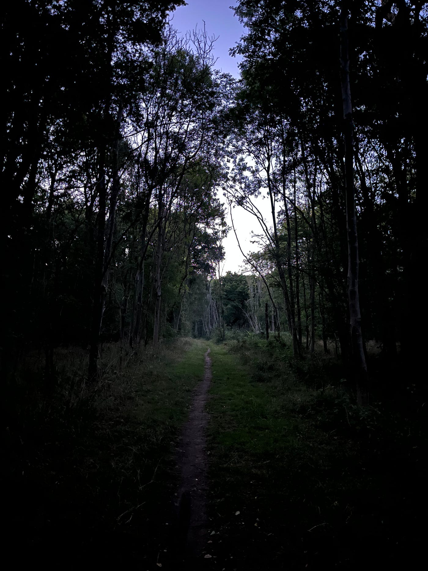 Plums, sunrises and the woods at night | by Ivy Shepherd | Weeds ...