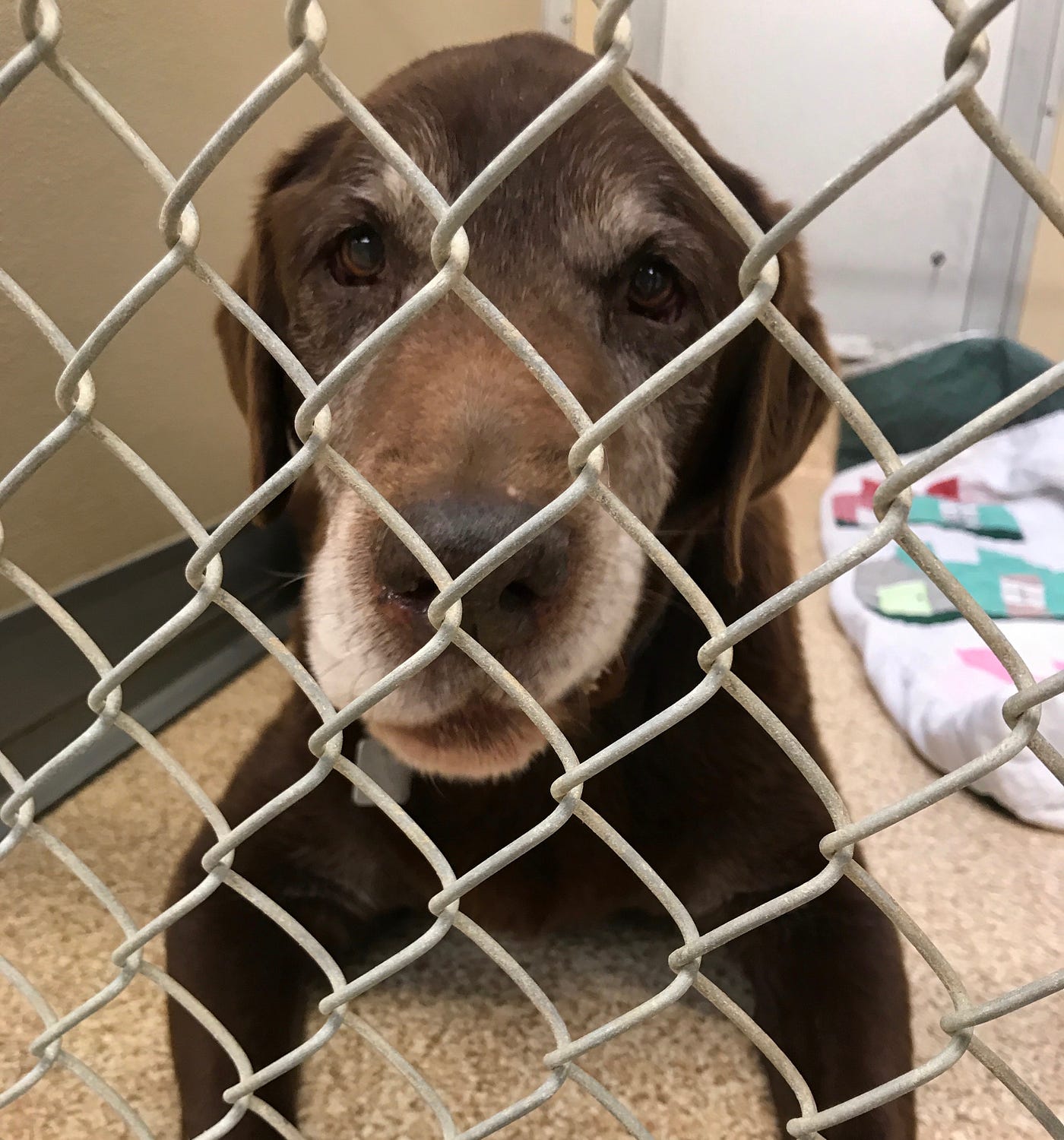 Left behind and over crowded. Dogs in area shelters are often brought ...