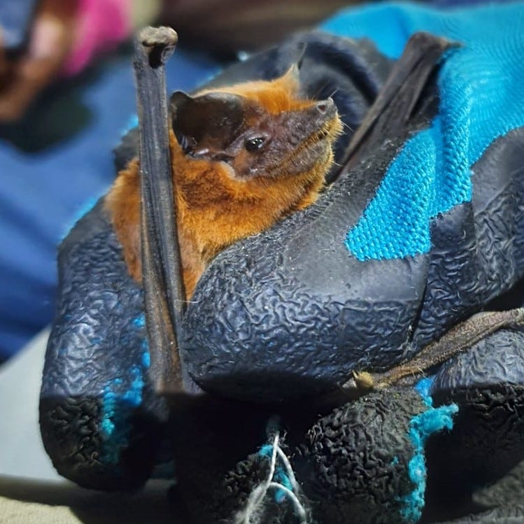 Let’s talk about bats: a conversation with Yogishah Bunsy, the ...