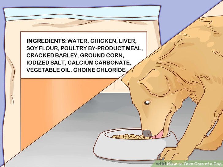 Should I Feed My Dog Twice A Day