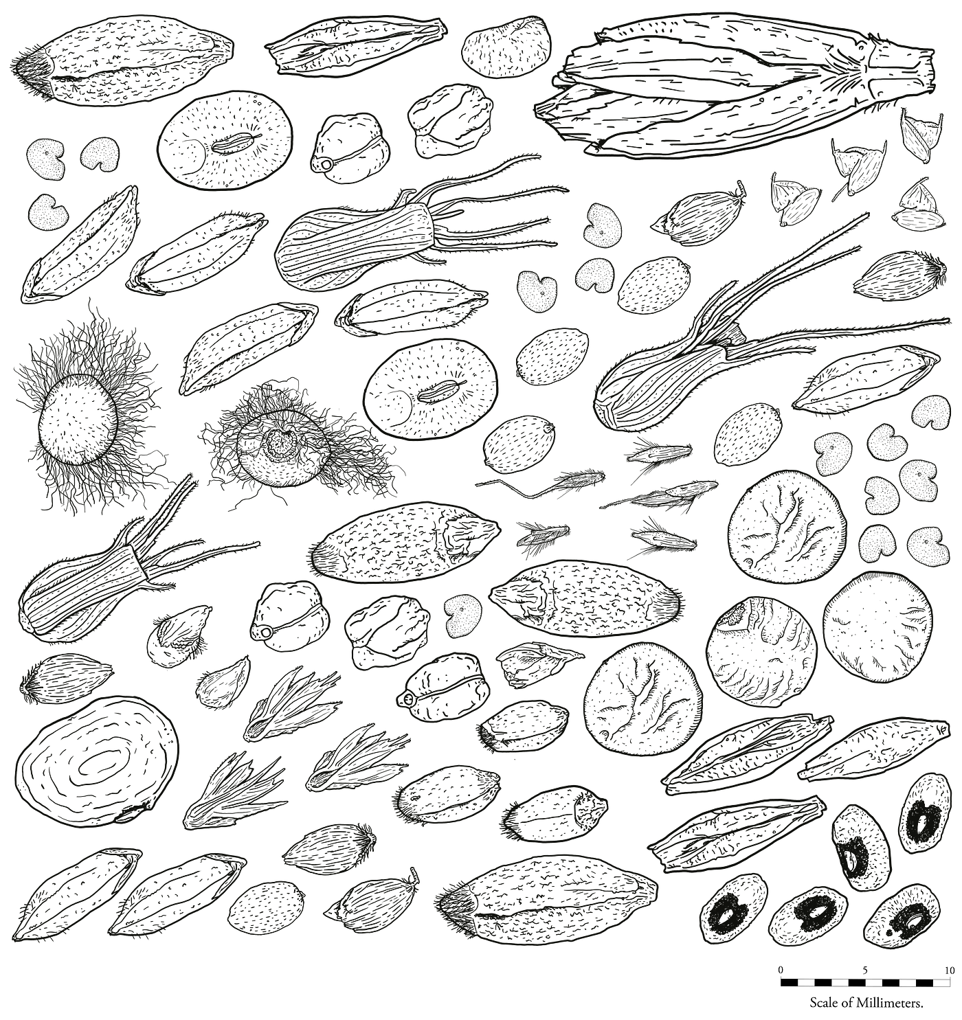 Drawing seeds. The databases of the Svalbard Global… | by Einar S ...