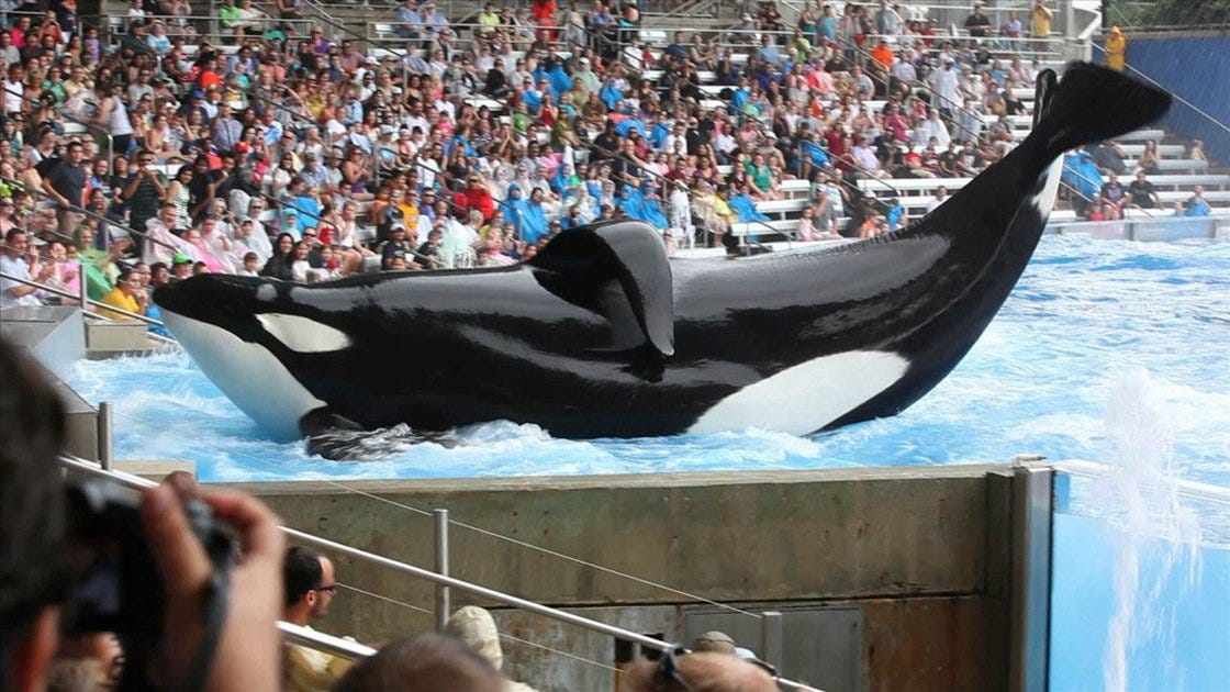 The Magnificent Shamu Show Needs to Go | by Doug Smith | Medium