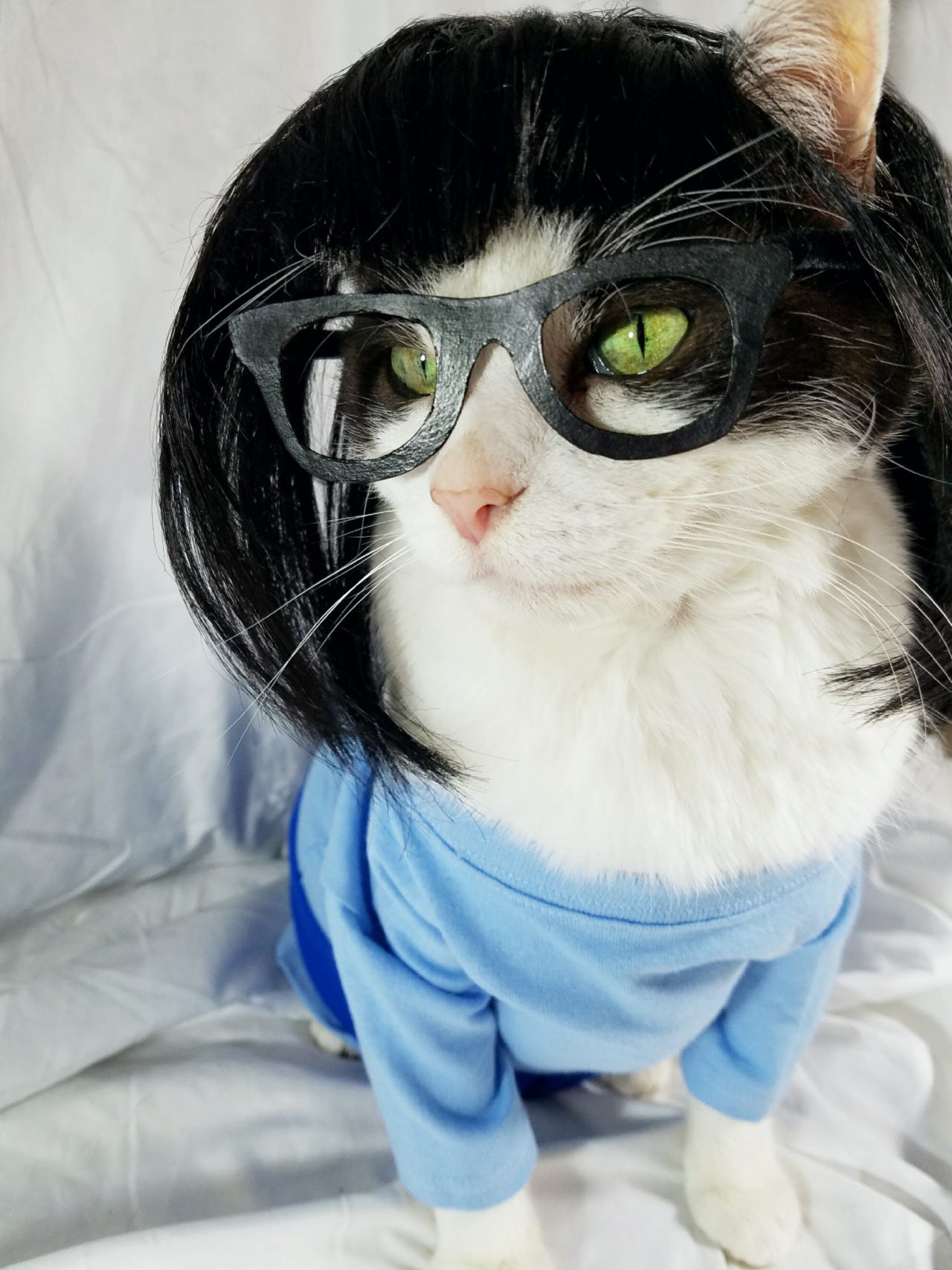 Ten Cats in Cosplay. Cosplay really is for everyone… | by Alison ...