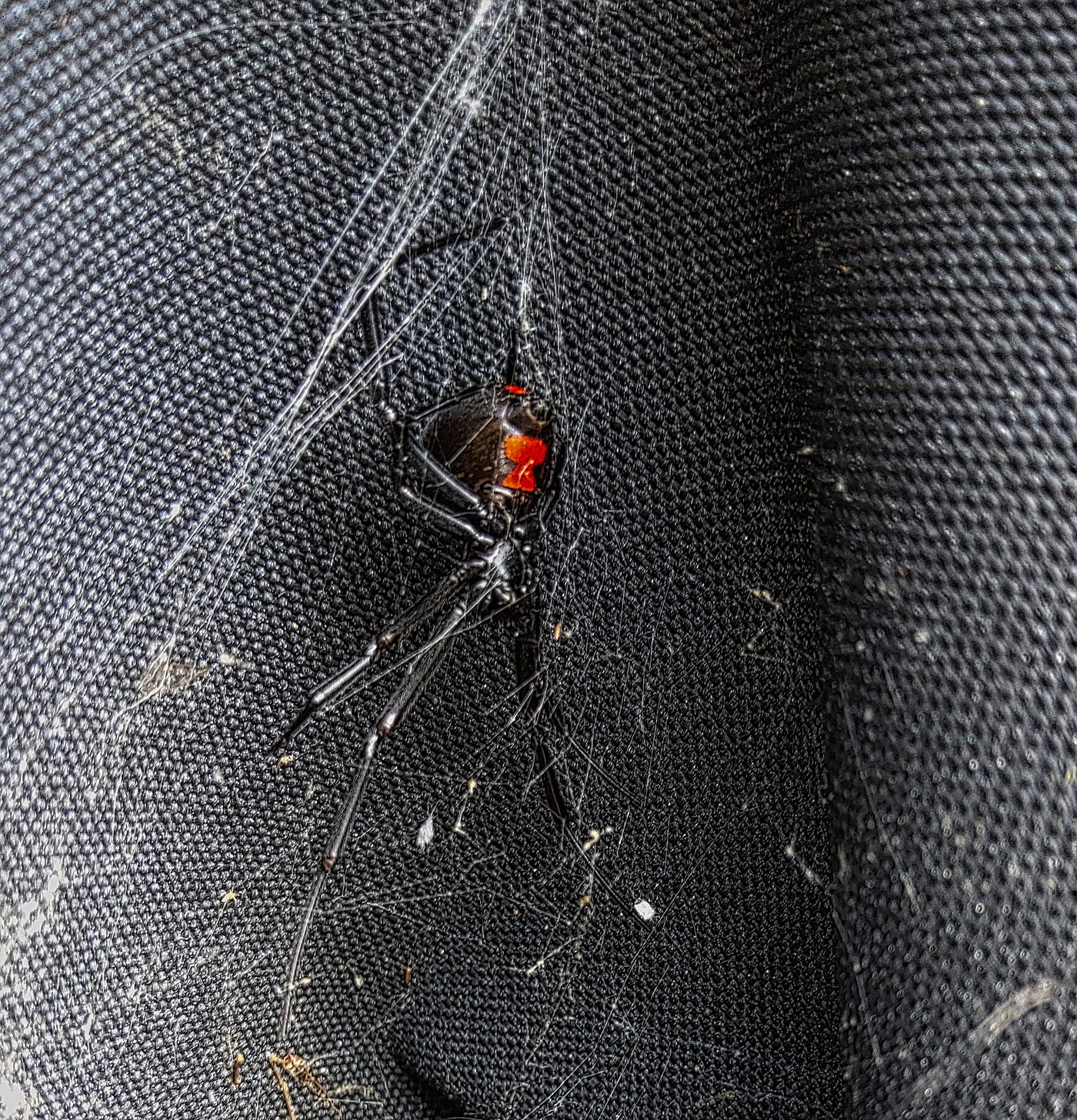 It’s Just a Spider - Six Word Photo Story Challenge - Medium