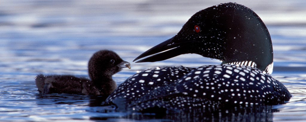 A tiny bird makes a big splash. The first common loon to hatch in… | by ...