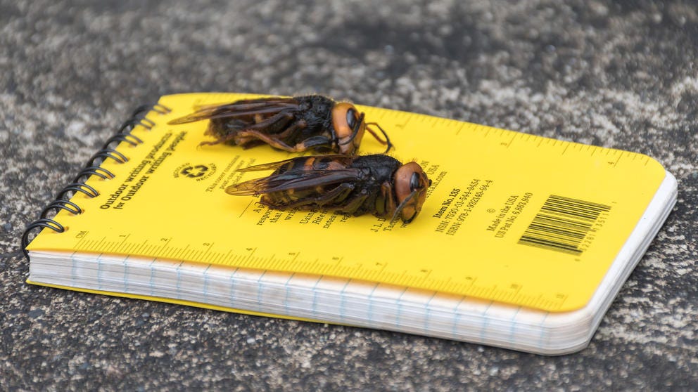 Entomology researcher explains the dangers of murder hornets. | by ...
