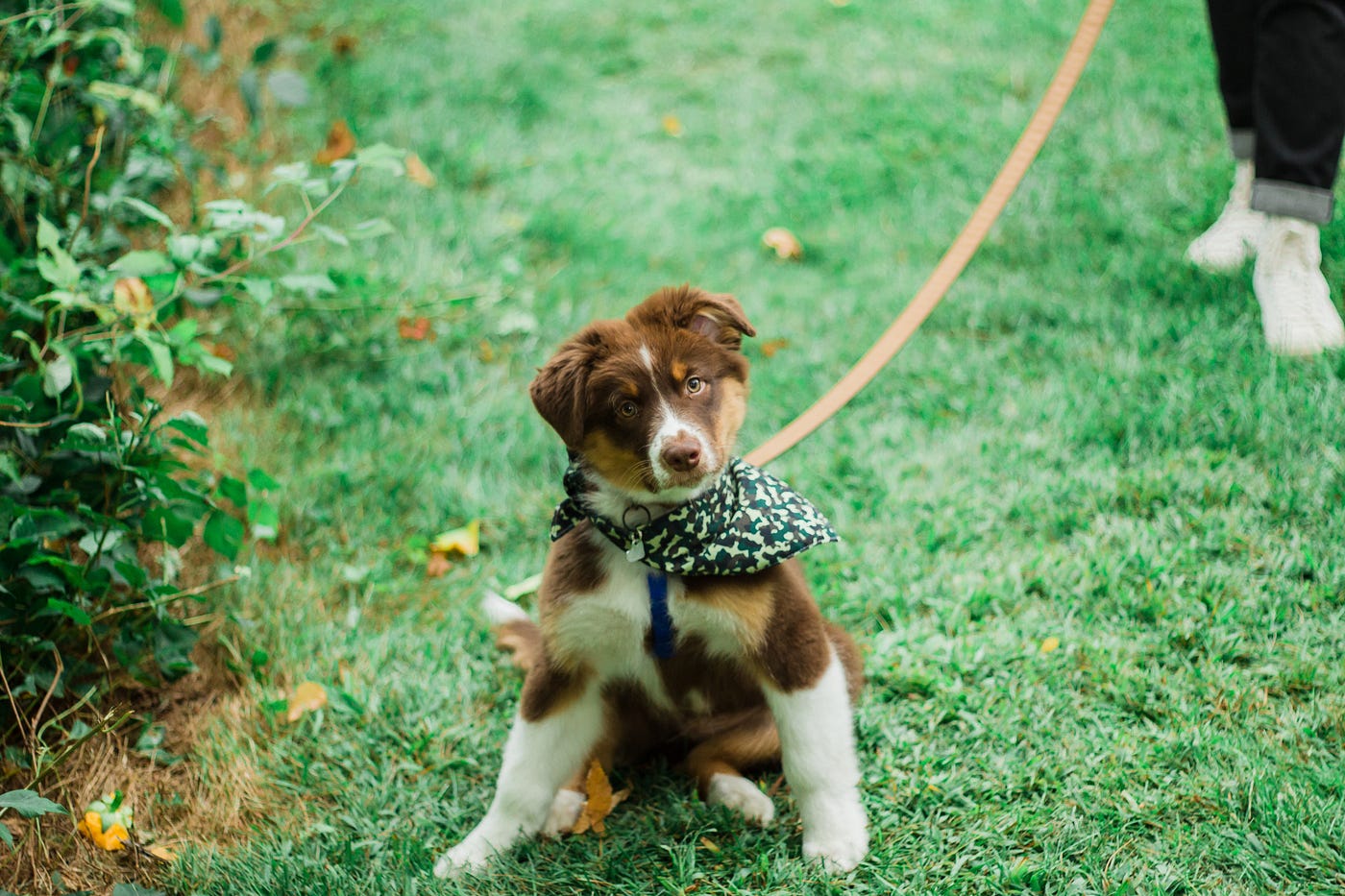 The Easiest Way To Leash Train Your Dog | by Authentic Bark | Medium