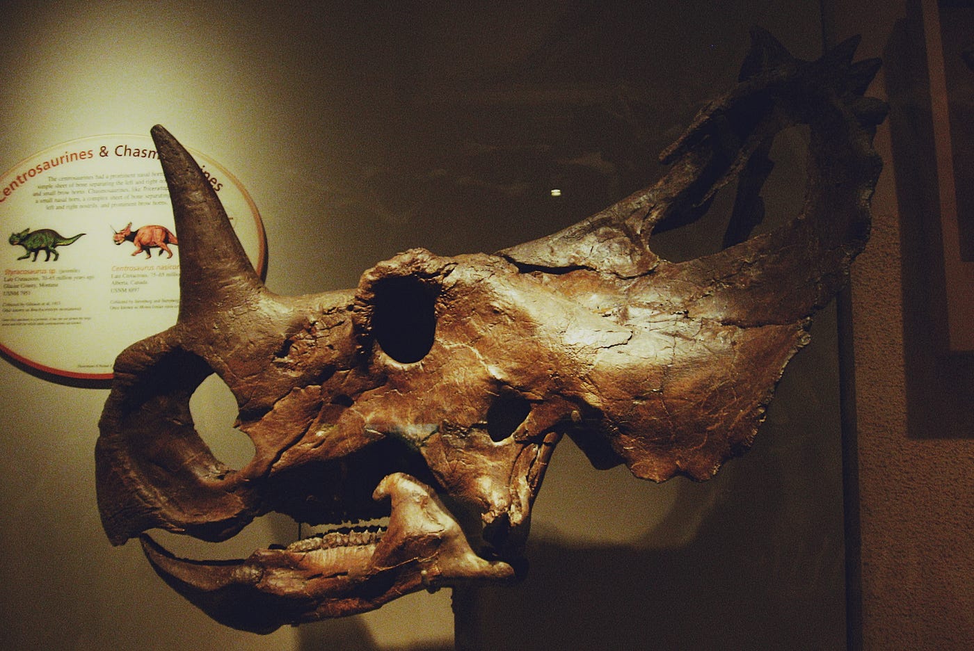 Exciting Paleontological Discoveries You Probably Missed in May | by ...