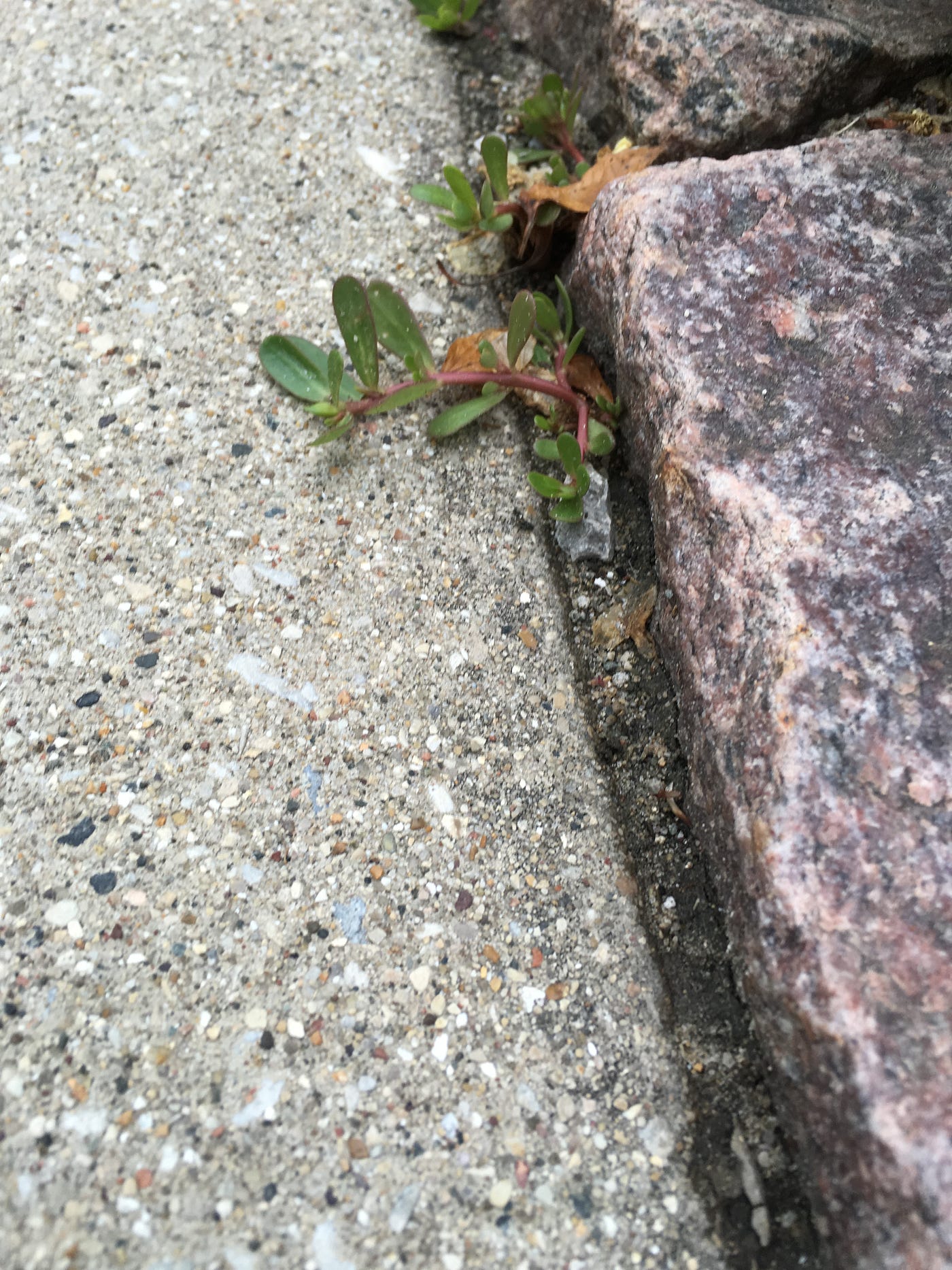 The newest thing you can find. This baby weed is growing from the… | by ...