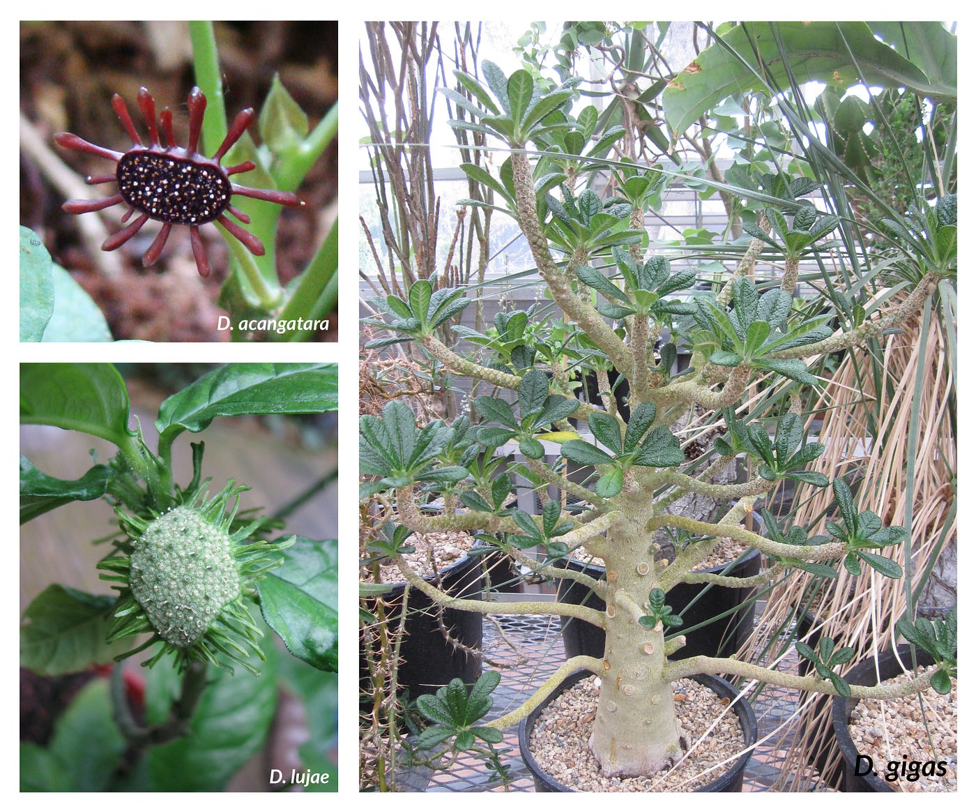 New insights into the evolution of the fig | by Oxford Botanic Garden ...