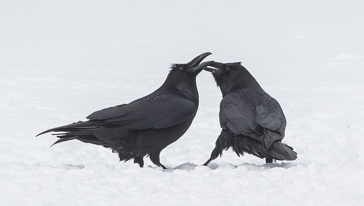 Raven’s Love Forever. Why stir my shadows? | by FionaBlackstar.com | Medium