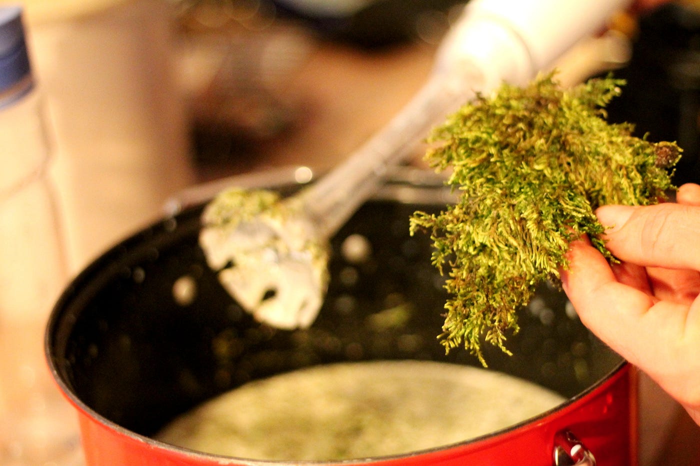 How to Dress Up Your Garden with Moss | by Charlotte Boyle | Medium