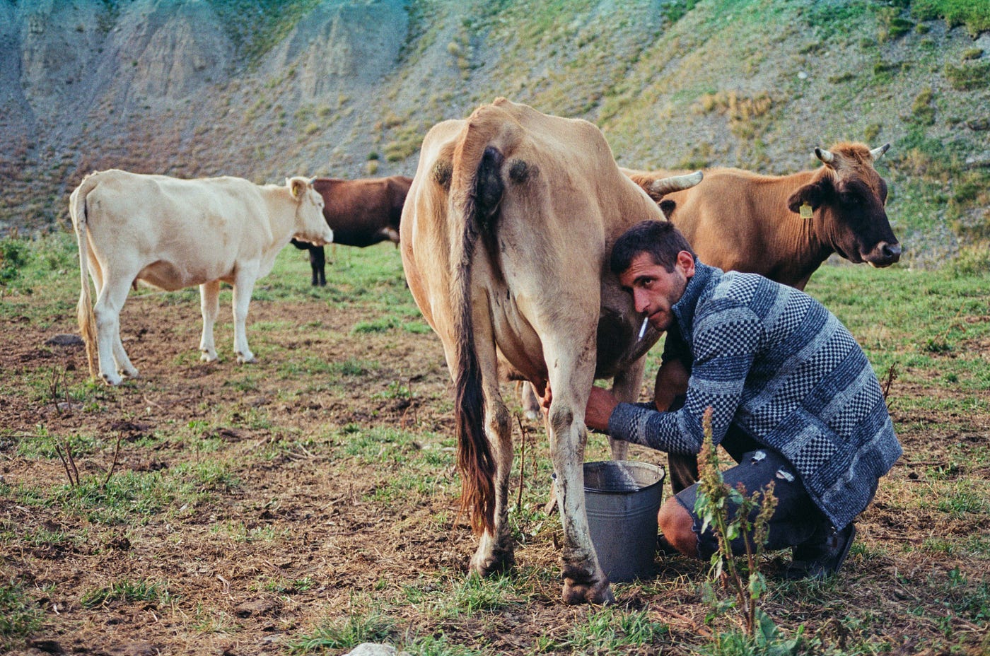 Lessons from Tusheti’s Shepherds. Arina Abbott | by Mad Agriculture ...