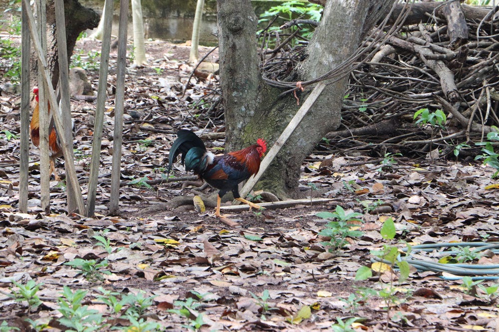 El Gallo Flavio. El gallo Flavio vivía en el campo… | by Carlos Sousa ...