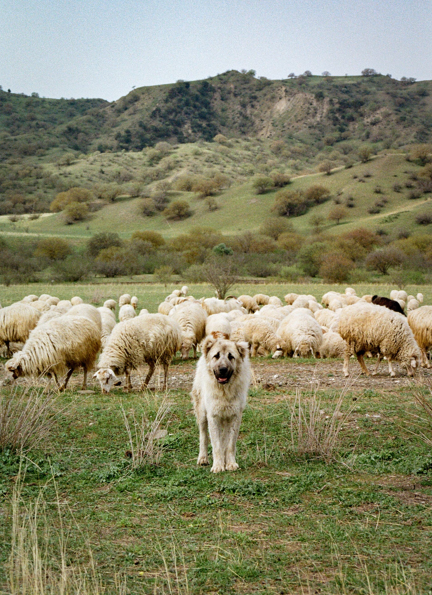 Lessons from Tusheti’s Shepherds. Arina Abbott | by Mad Agriculture ...