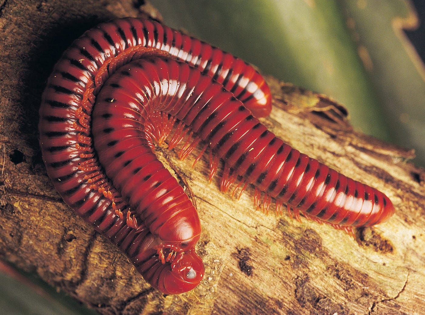 The ‘CON-RIT’ of Vietnam. Was the Monster Millipede Serpent… | by Brown ...
